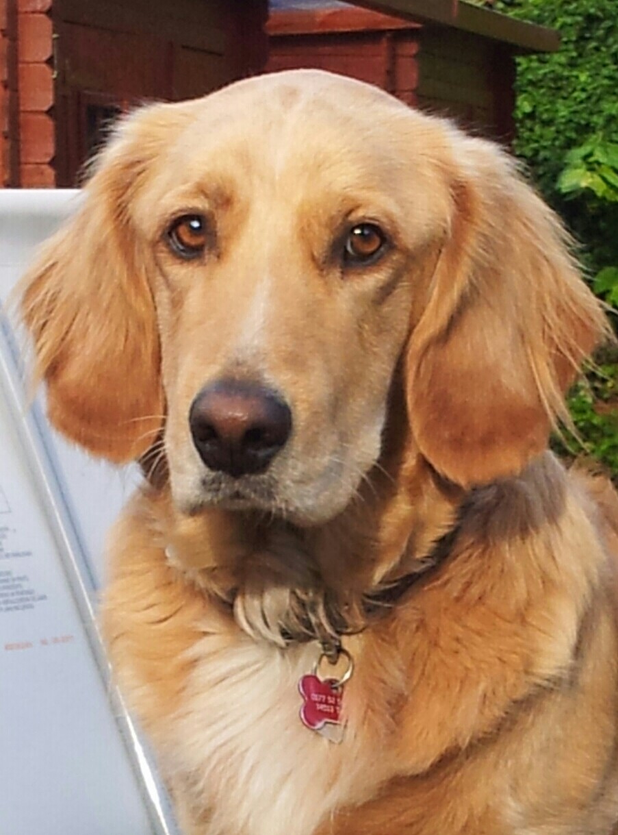 Hunde